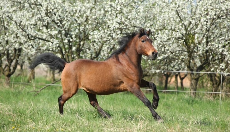 Imagini superbe cu cei mai frumoși cai de rasă pură din România ...