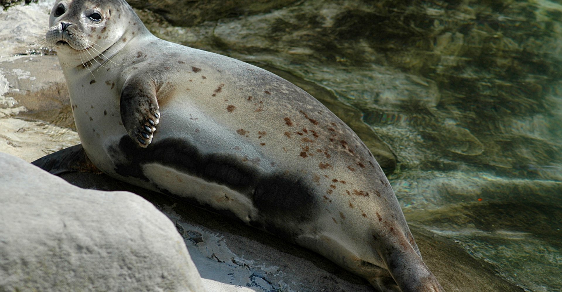 foca https://ro.wikipedia.org/ - Editia de Dimineata