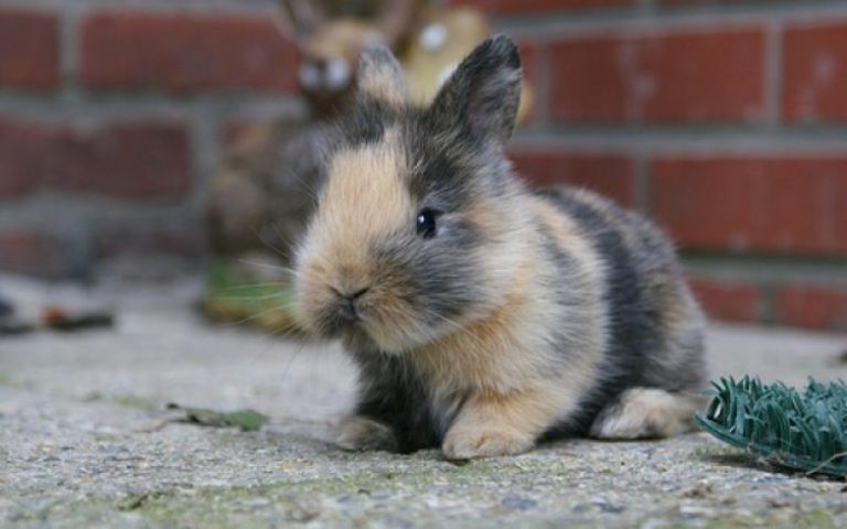 Află care sunt cele mai mici animale din lume. Broasca, descoperită în 2009 - Editia de Dimineata