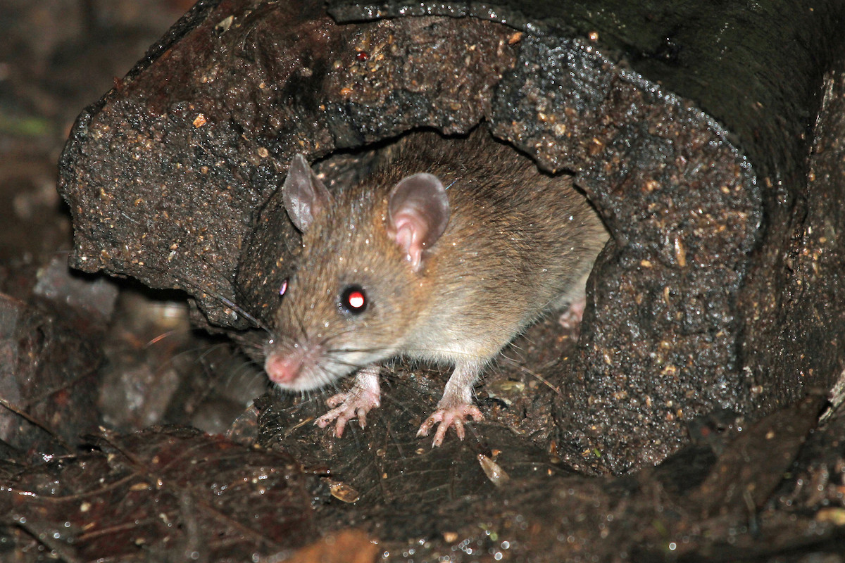 După incendii și inundații, invazie de șoareci în Australia - Editia de ...