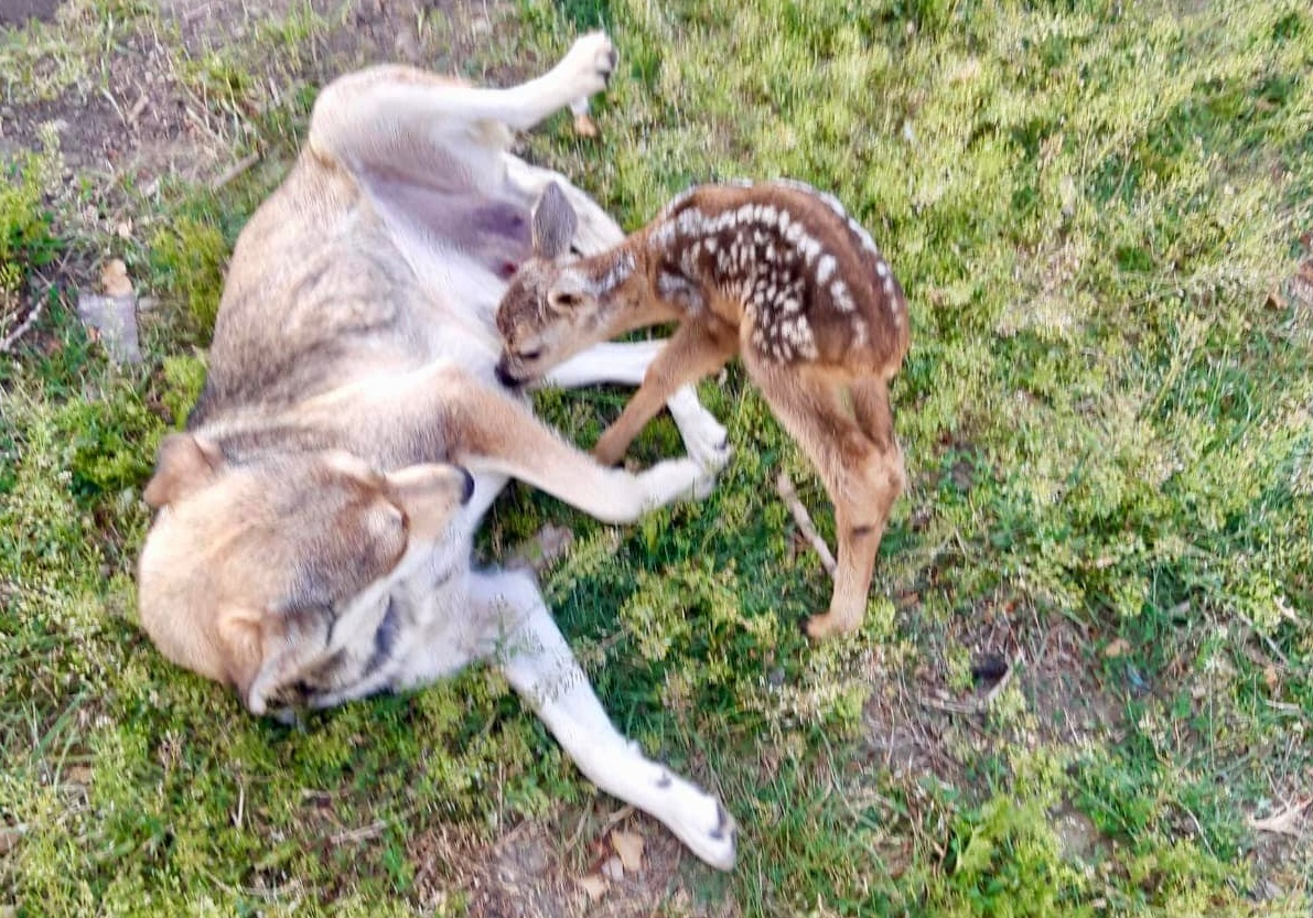 Caprioara - Editia de Dimineata
