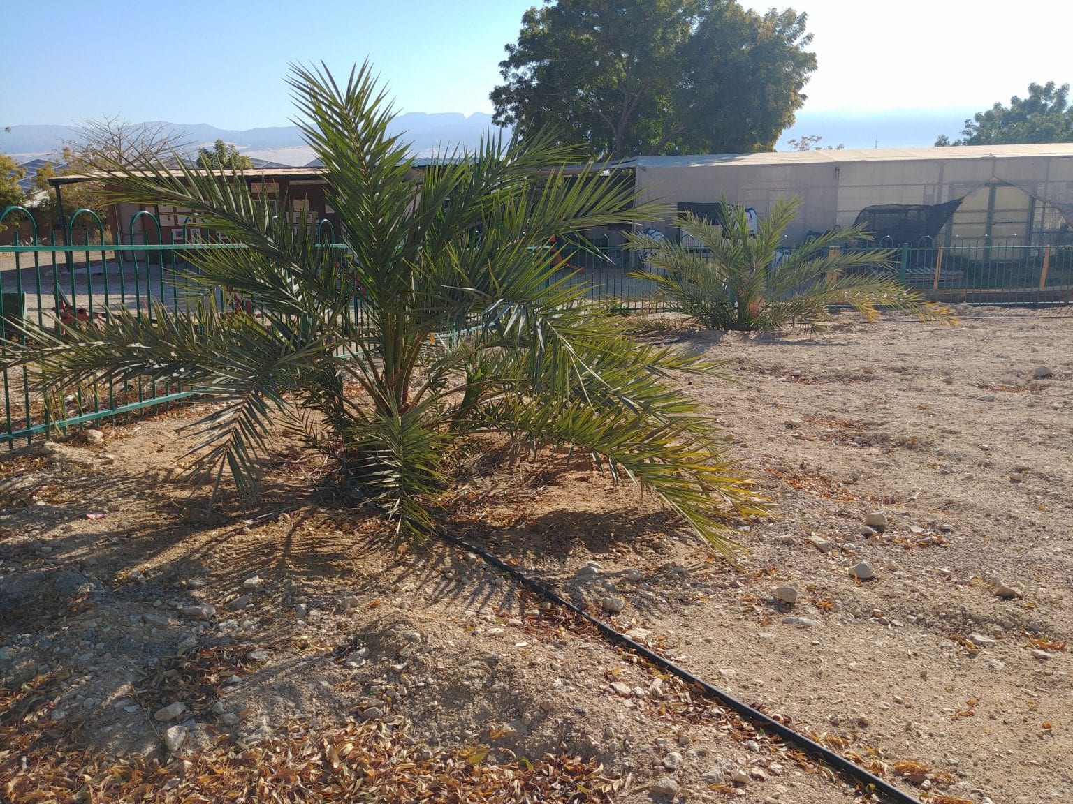 Au crescut curmali din sâmburi de 2.000 de ani descoperiți în peșterile ...