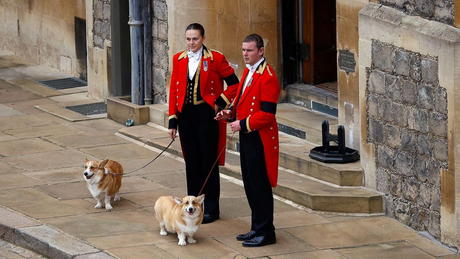 Expoziție dedicată câinilor corgi ai Majestății Sale… - Editia de Dimineata
