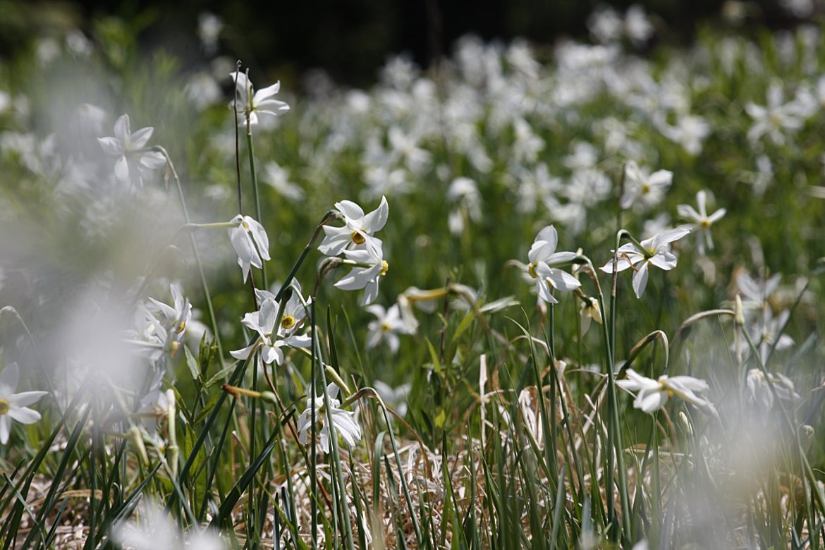 "Poiana cu narcise" din județul Sălaj este în pragul dispariţiei ...
