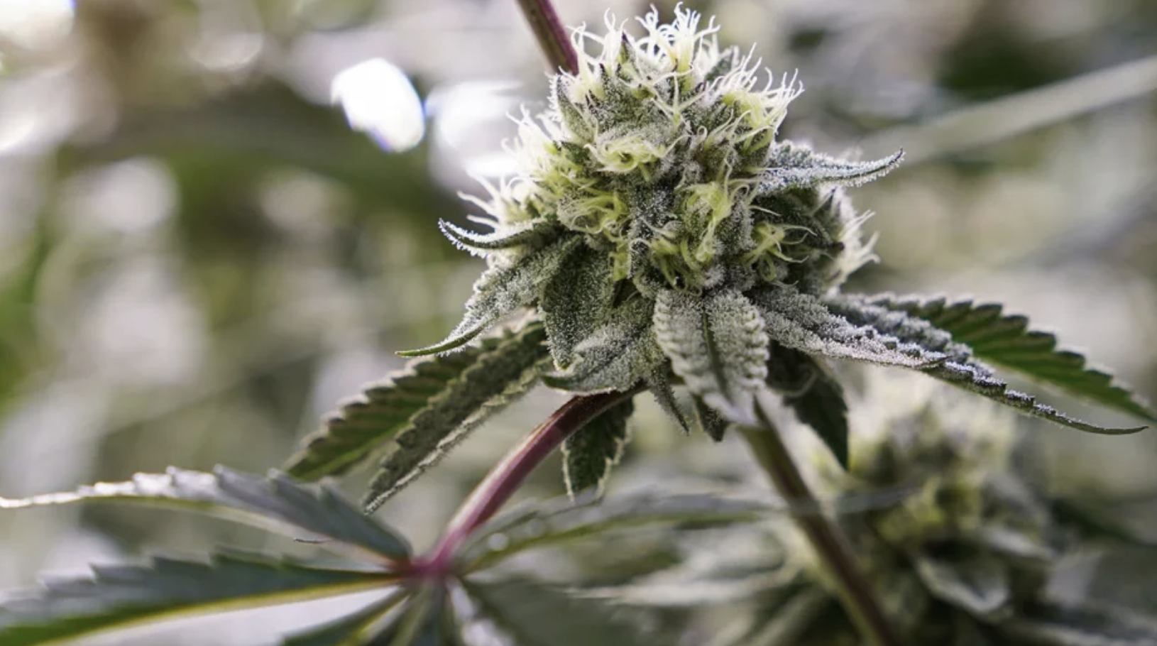În SUA, marijuana va fi inclusă în aceeași categorie de risc cu ...