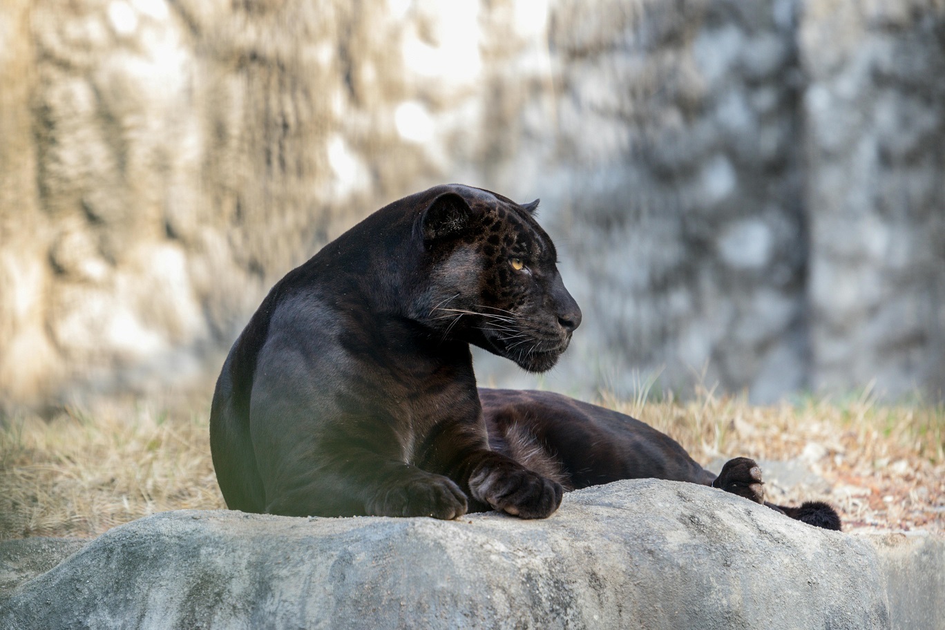 O panteră neagră ar fi fost văzută în România - Editia de Dimineata